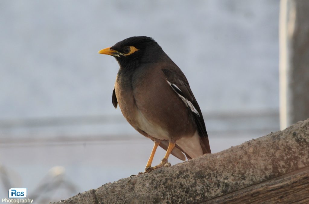 Common Myna - Confident and Invasive species - Bird Photography